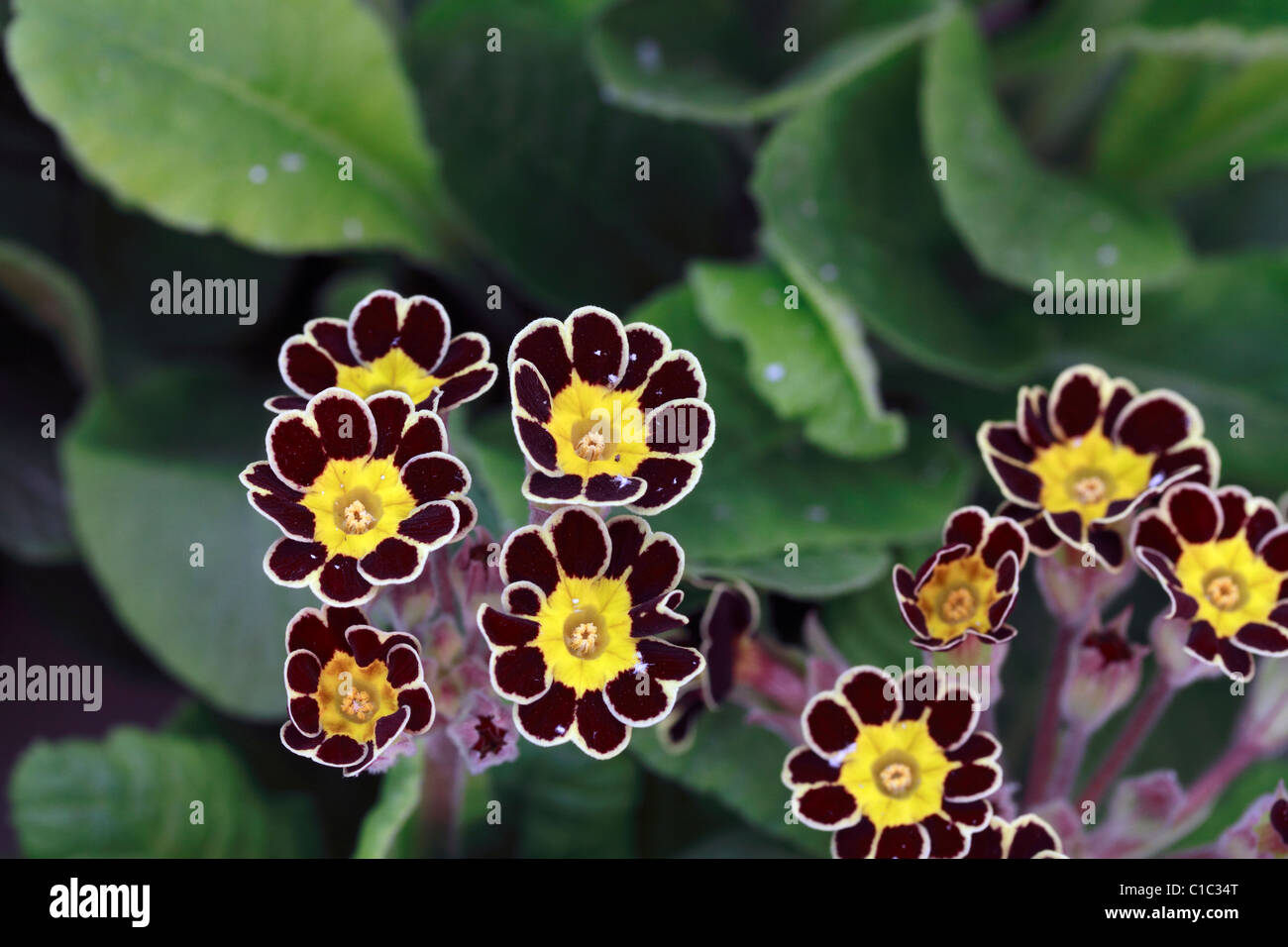 Primula acaulis, hardy primula that is a good spring plant. Primrose ...