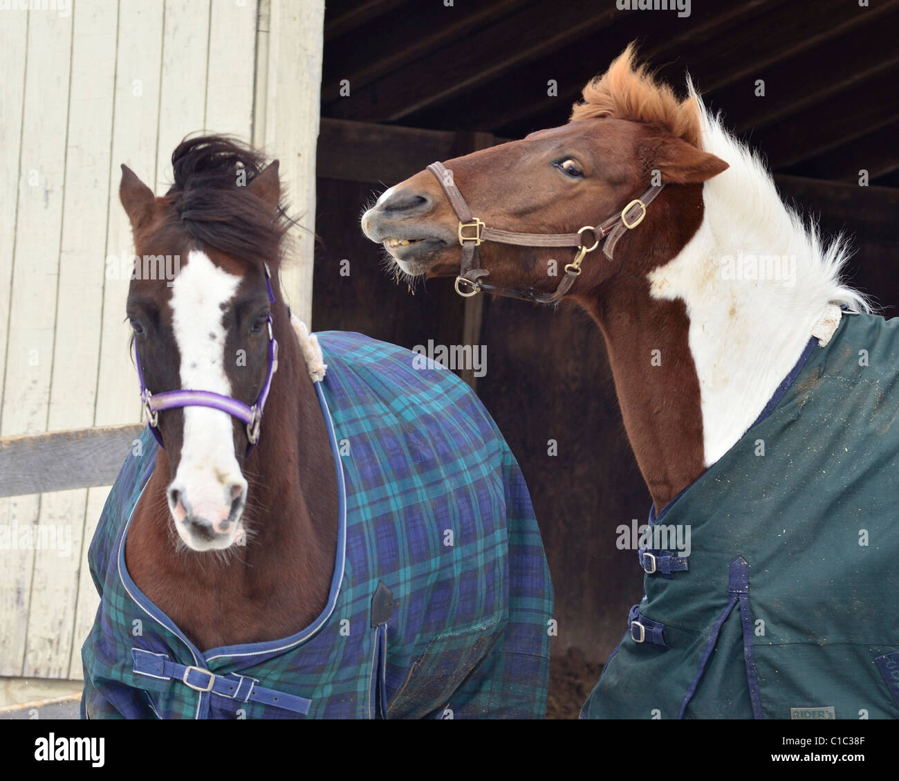 Horses at play at turnout Stock Photo - Alamy