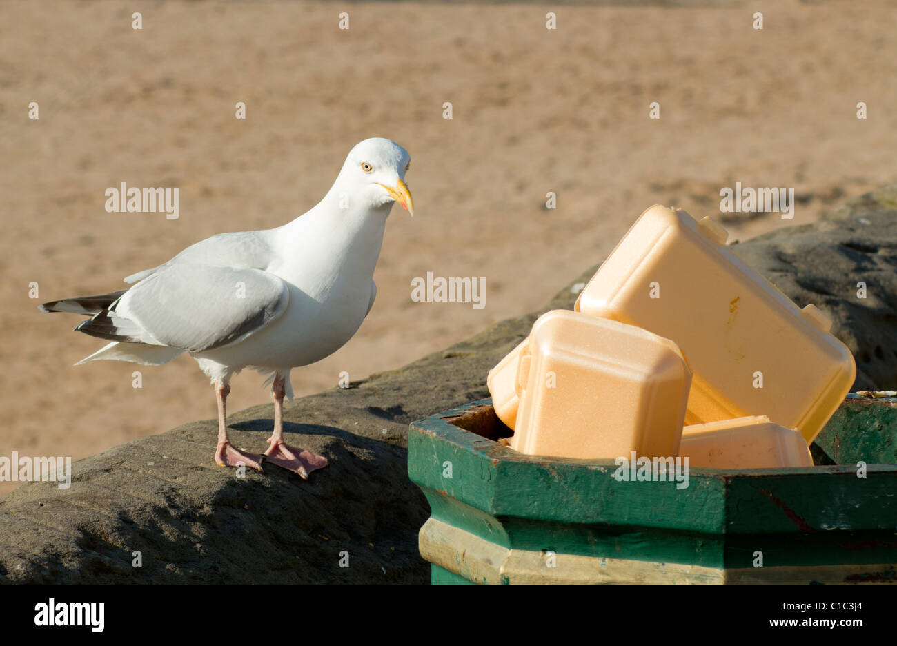 Rubbish seagull hi-res stock photography and images - Alamy