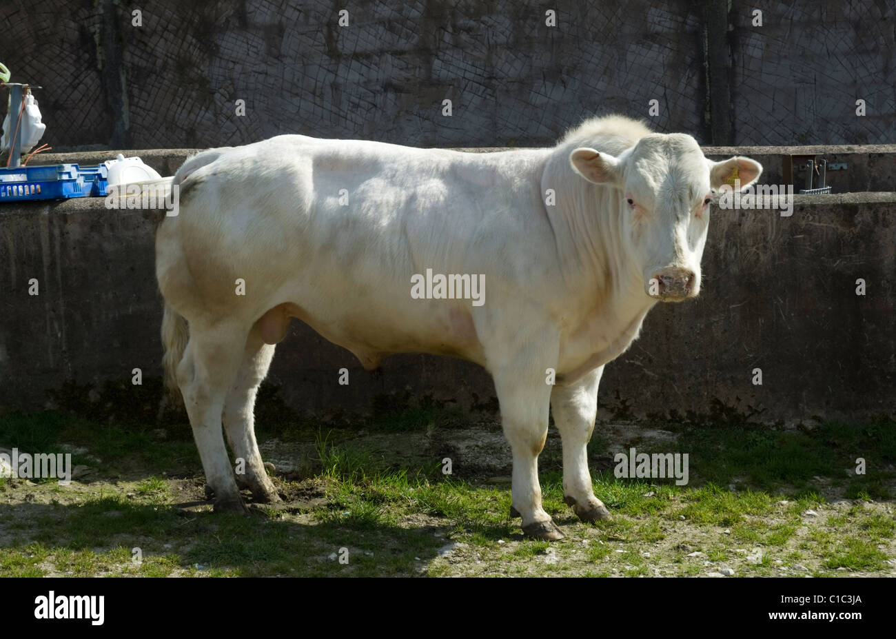 Bull in farmyard Stock Photo - Alamy