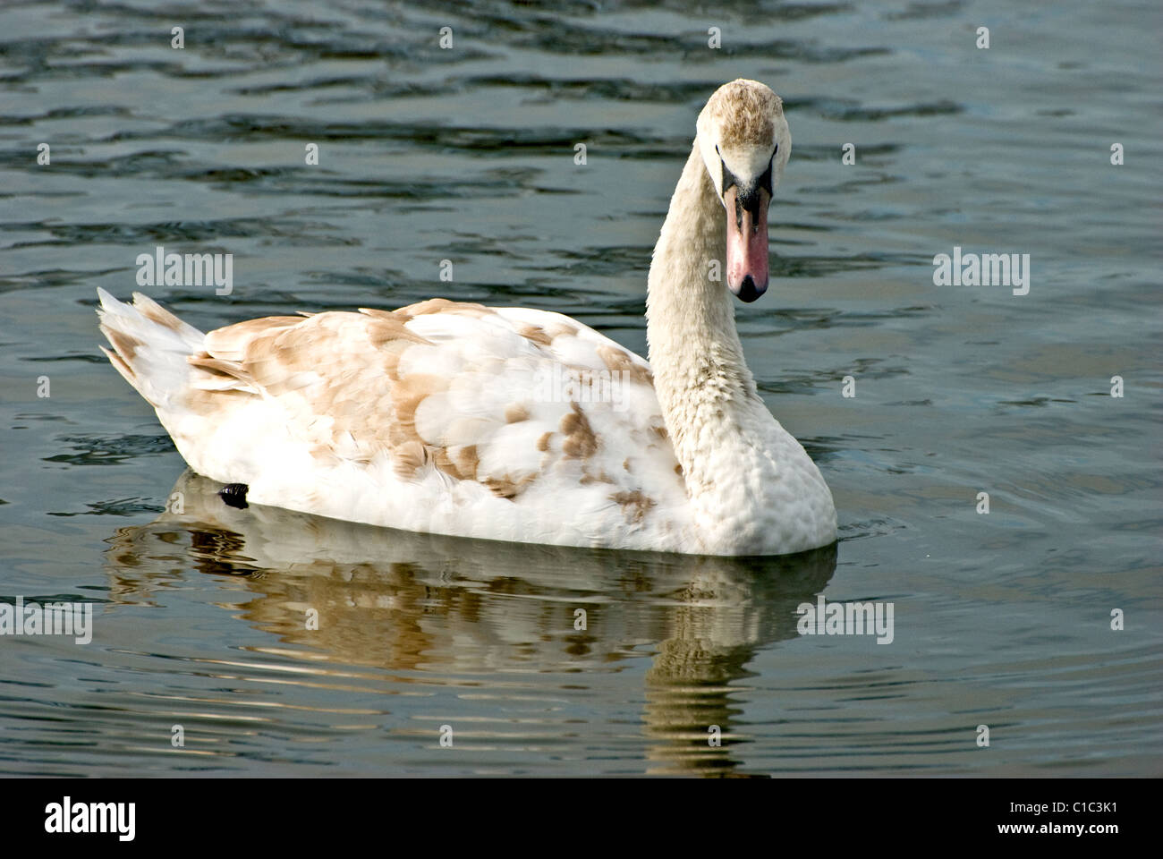 Adolescent swan hi-res stock photography and images - Alamy