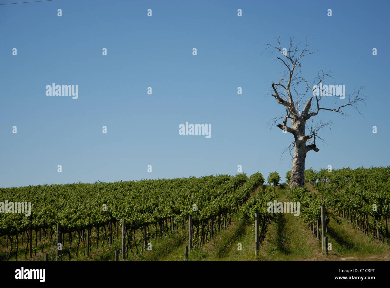 Green tree vines hi-res stock photography and images - Alamy