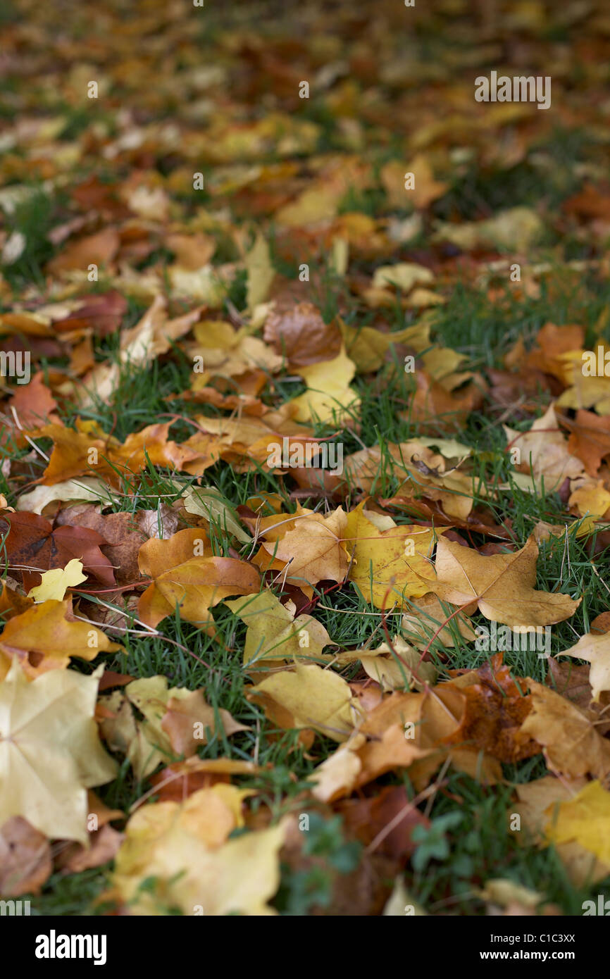 autumn leaves on ground Stock Photo - Alamy