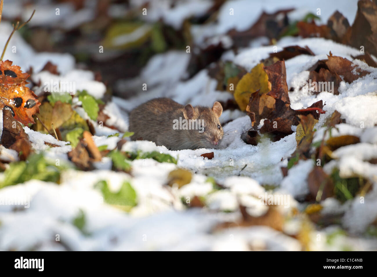 Brown Common Sewer Hanover rat, Norway rat, Brown Norway Norwegian ...
