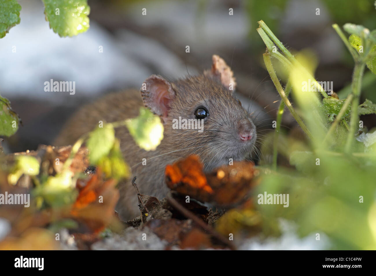 Brown Common Sewer Hanover rat, Norway rat, Brown Norway Norwegian ...