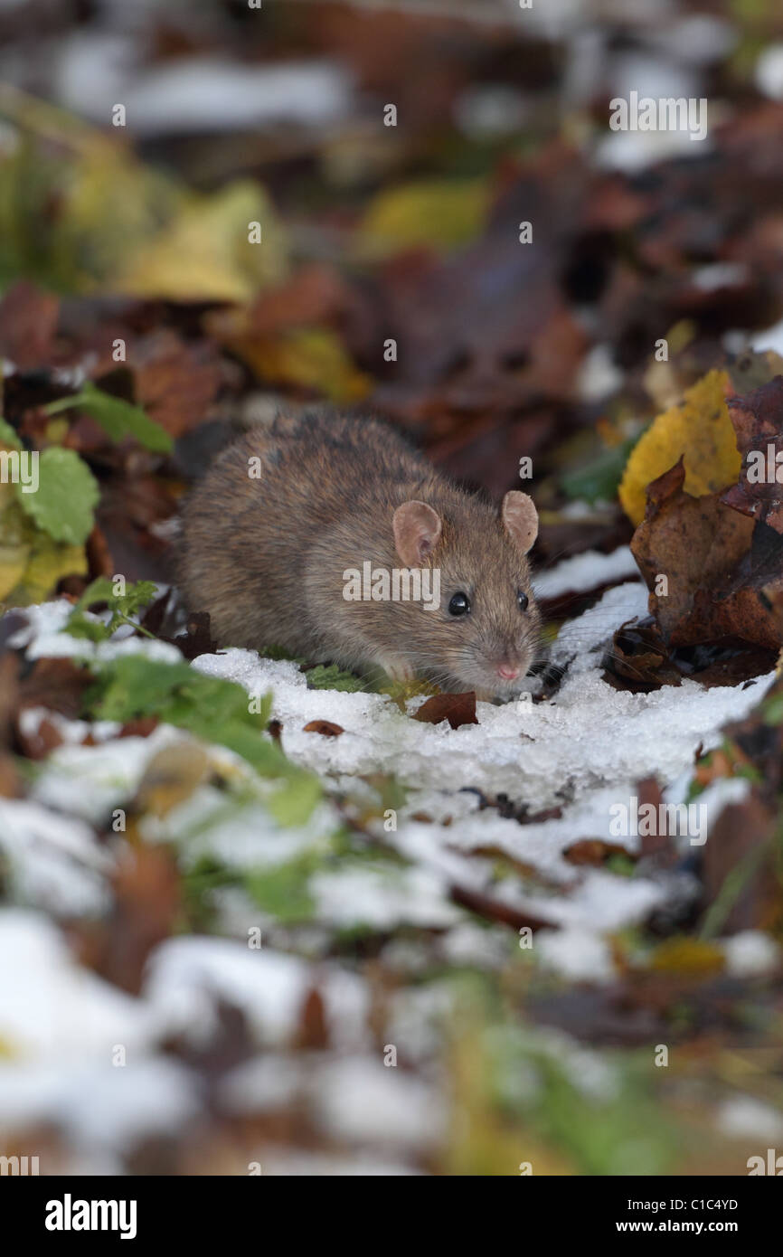 Wharf rat hi-res stock photography and images - Alamy