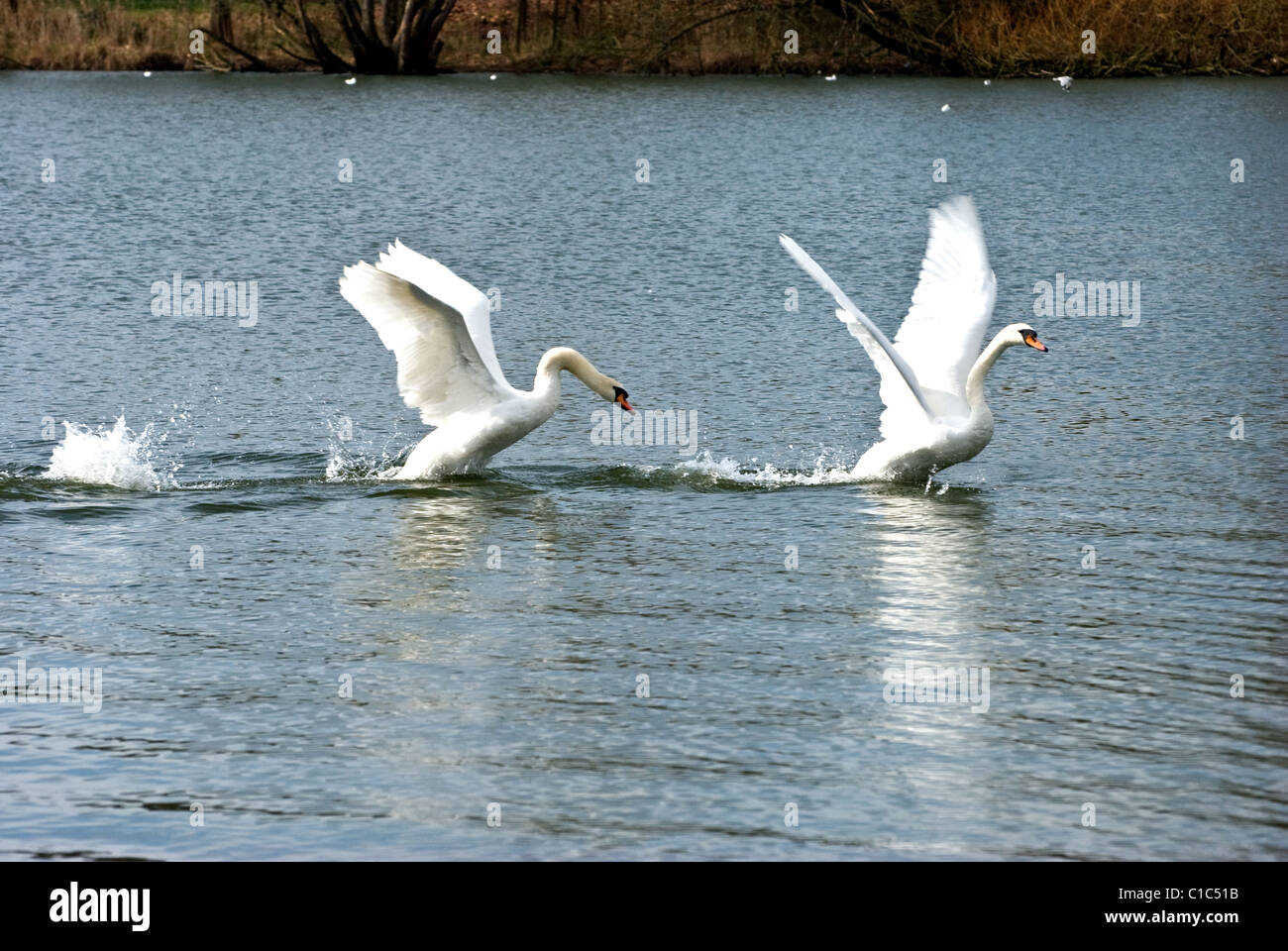 Two mute swans chasing each other Stock Photo - Alamy