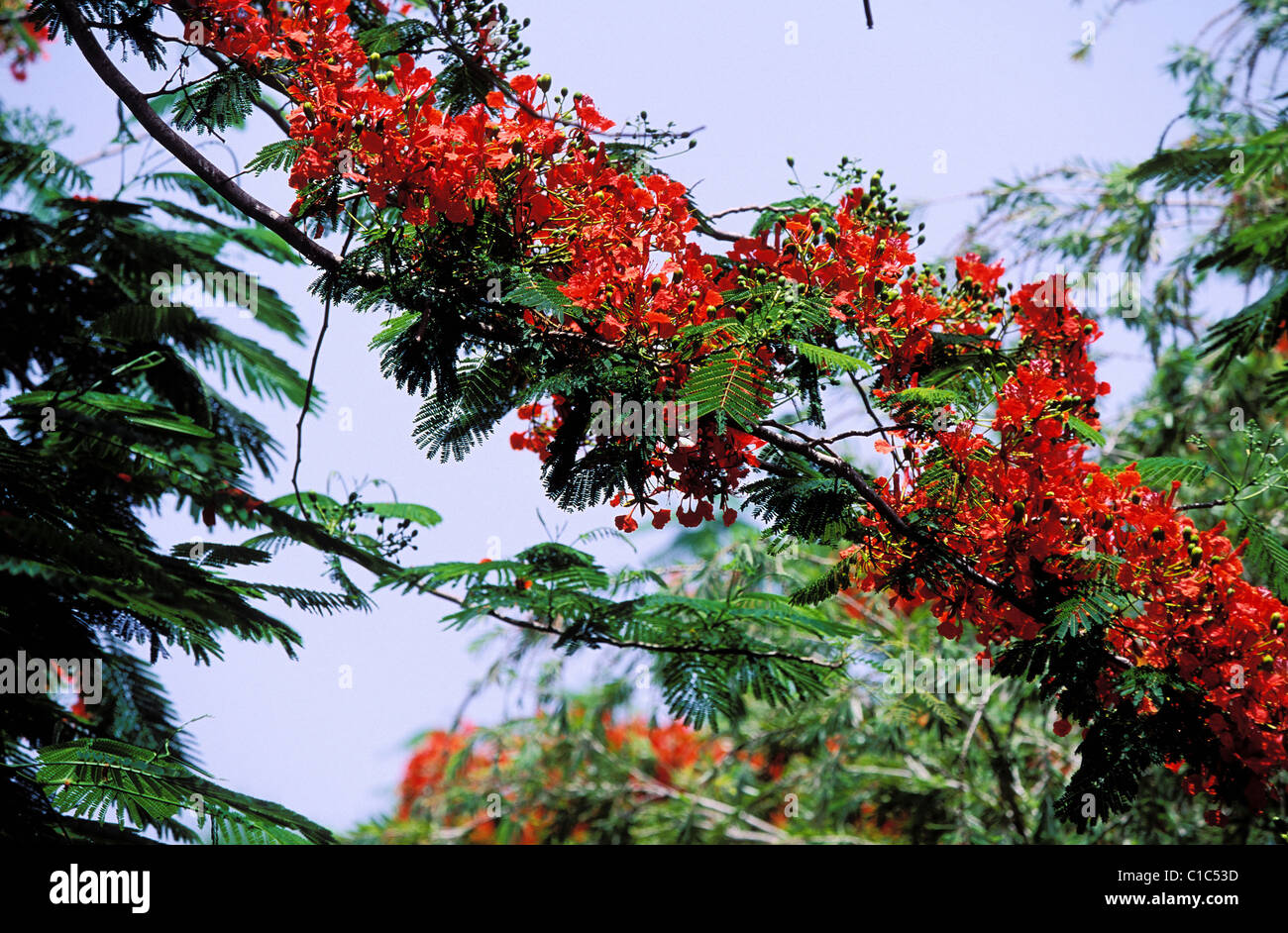 Jamaica, Montego Bay, Saint-James parish, gardens decorated with ...