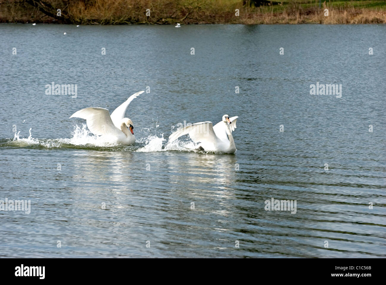 Two mute swans chasing each other Stock Photo - Alamy