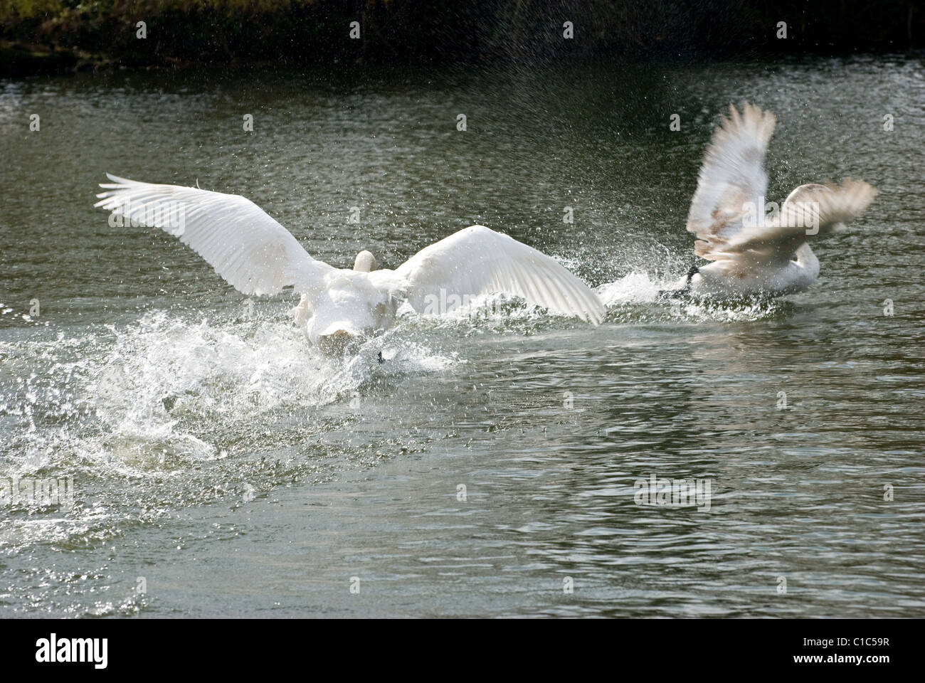 Two swans chasing hi-res stock photography and images - Alamy