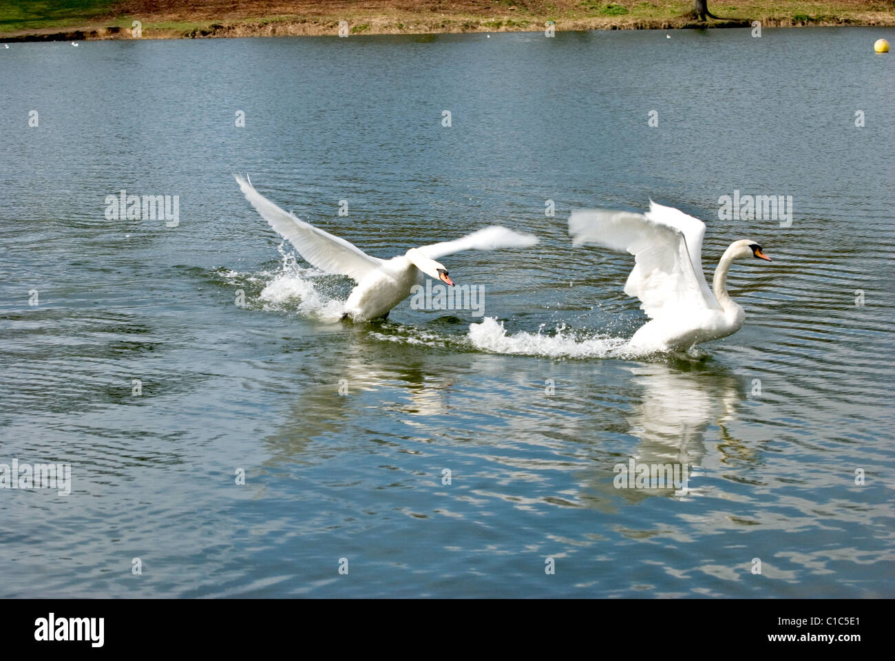 Two mute swans chasing each other Stock Photo - Alamy