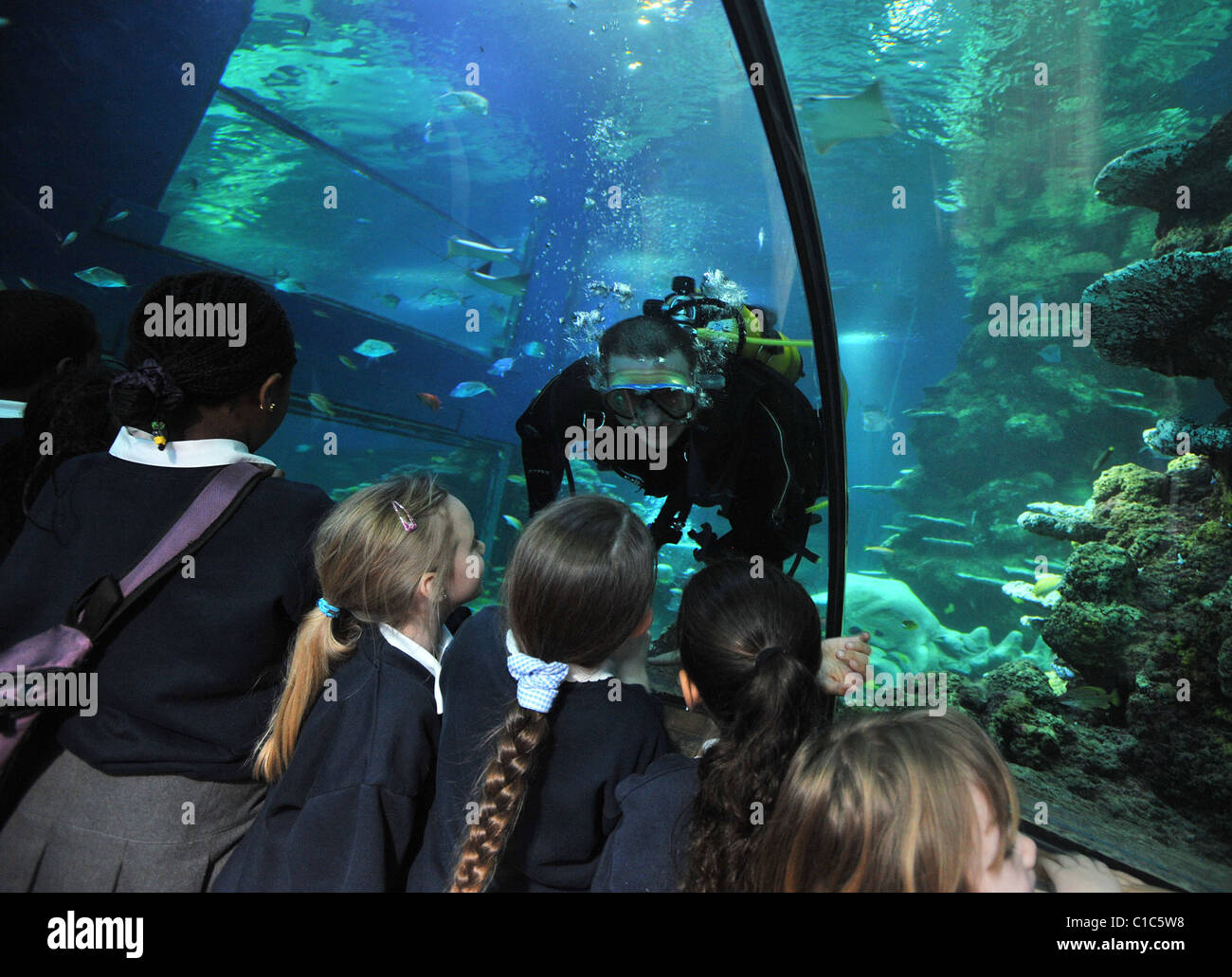 The new multi-million pound London Sea-Life is revealed with hundreds ...