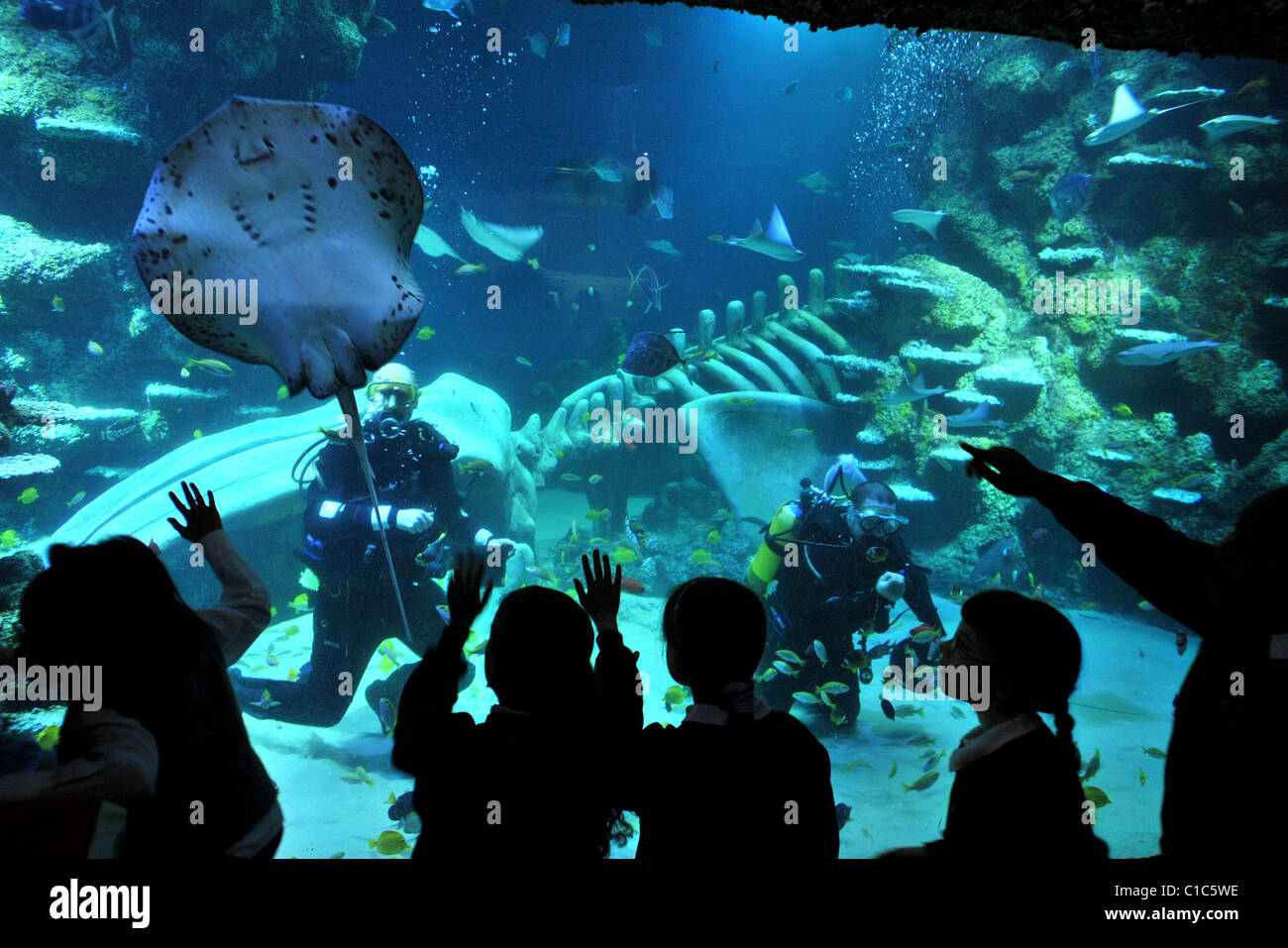 The new multi-million pound London Sea-Life is revealed with hundreds ...