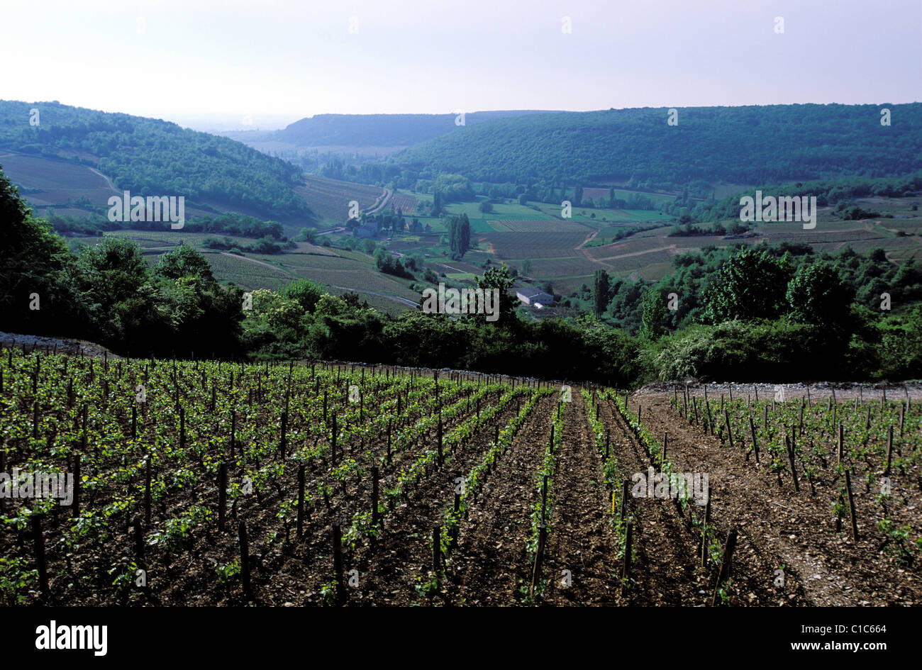 France, Cote d'Or, Saint Romain vineyards Stock Photo - Alamy