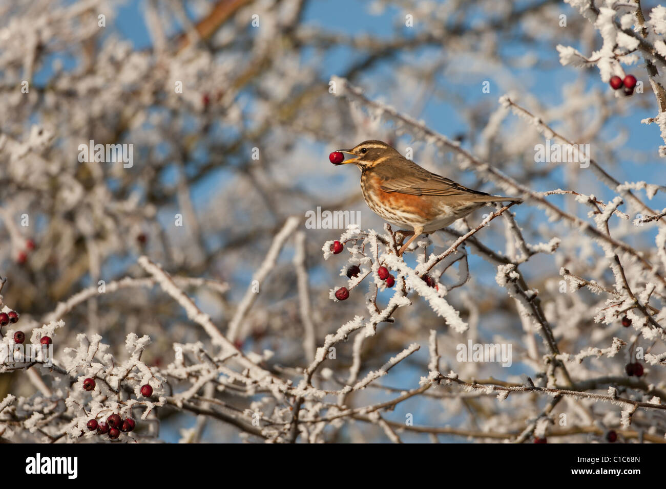 The Redwing (Turdus iliacus) is a bird in the thrush family Turdidae ...