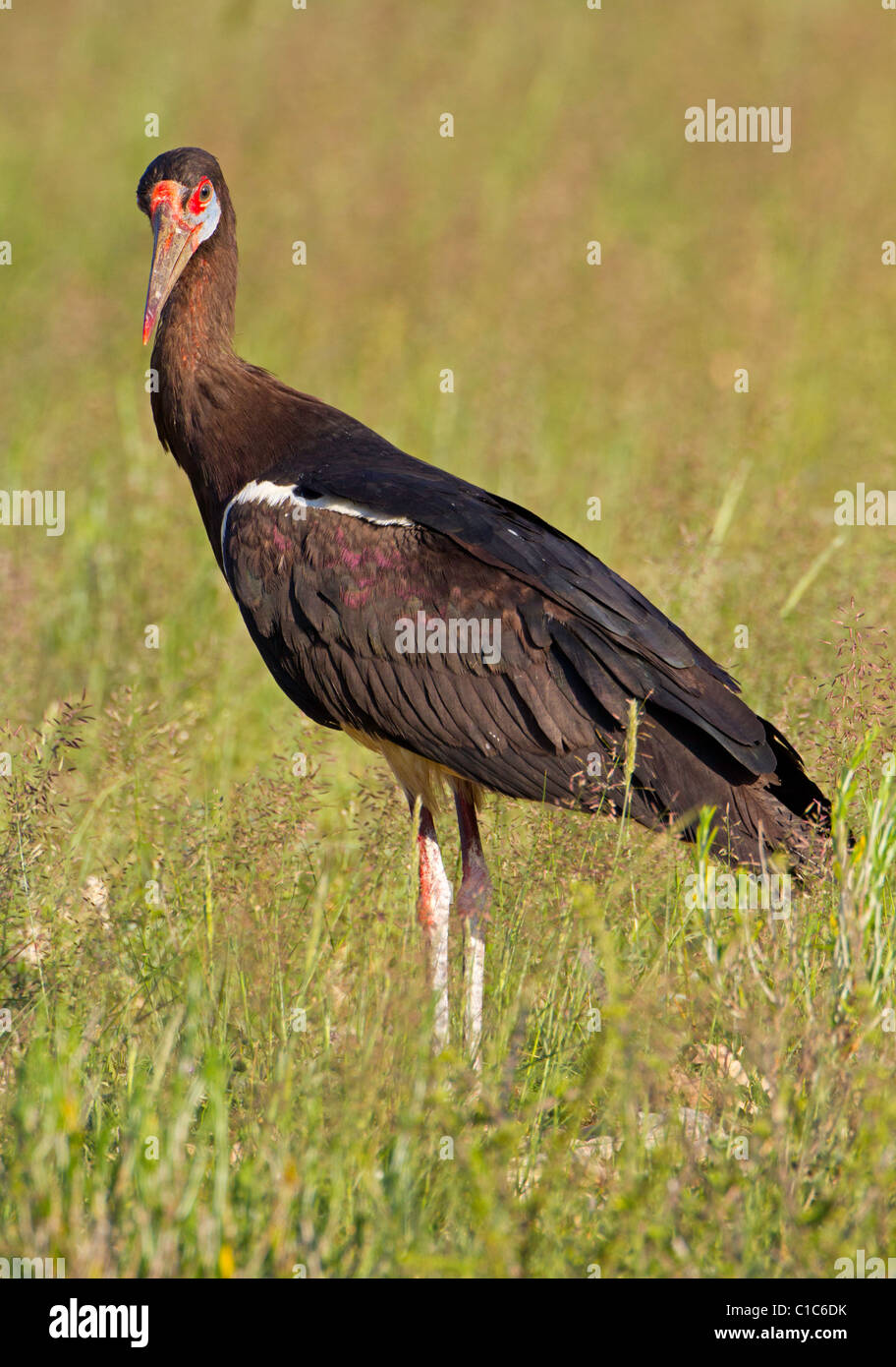 Abdim’s stork hi-res stock photography and images - Alamy