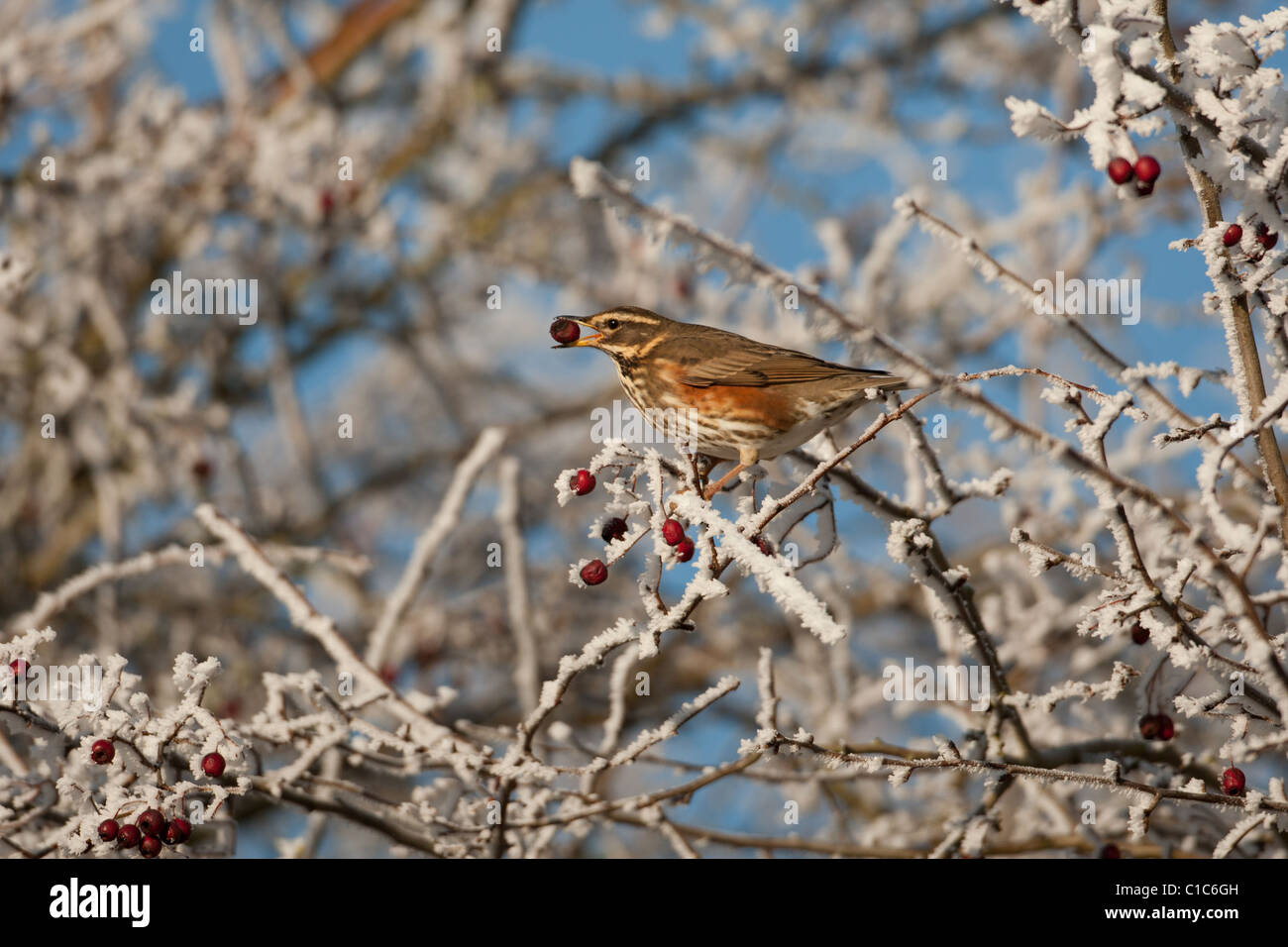 The Redwing (Turdus iliacus) is a bird in the thrush family Turdidae ...