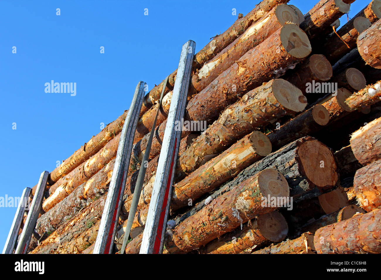 Pine Timber on Logging Trailer Stock Photo - Alamy