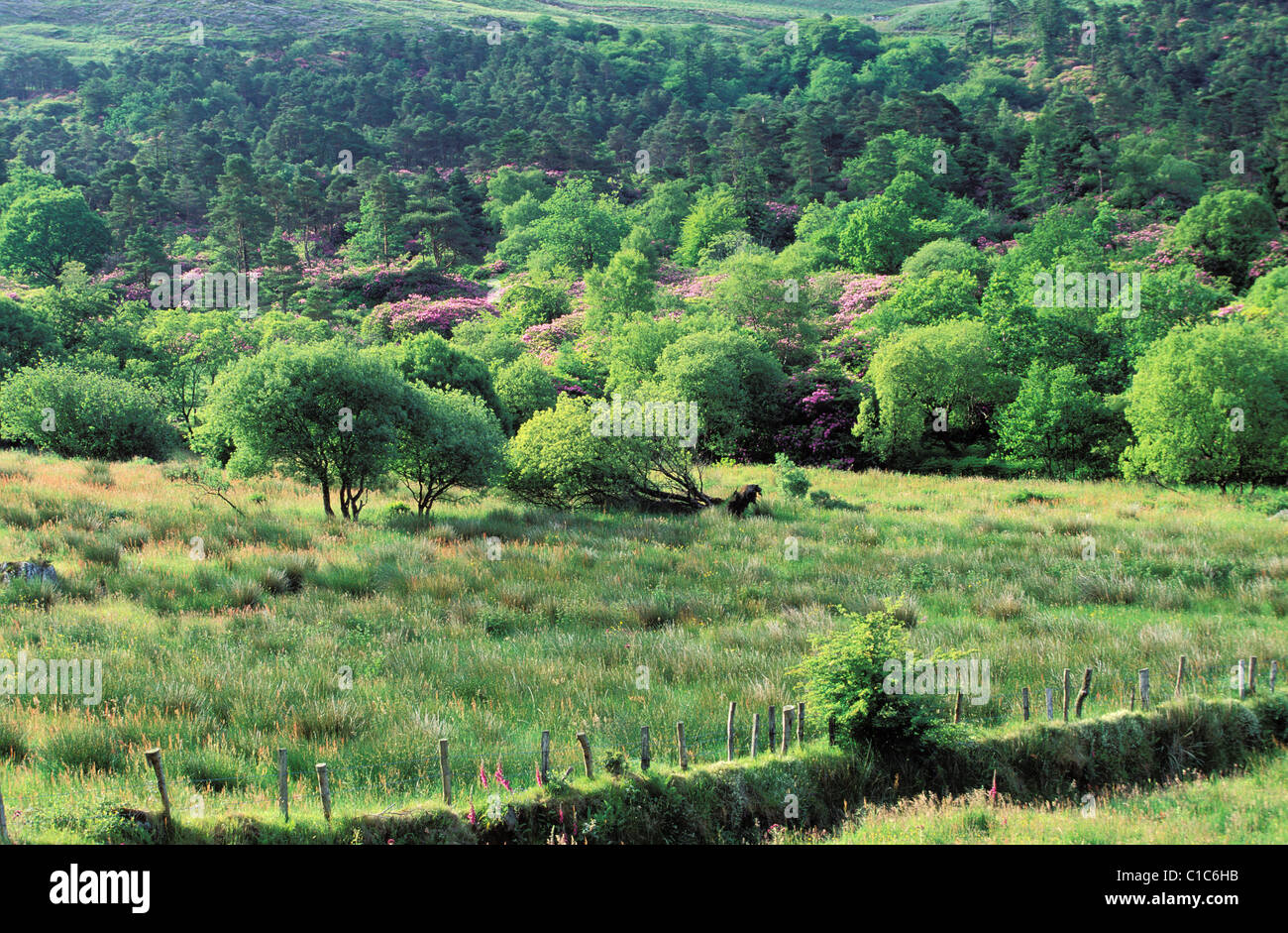 Republic of Ireland, County of Kerry, Killarney national park ...