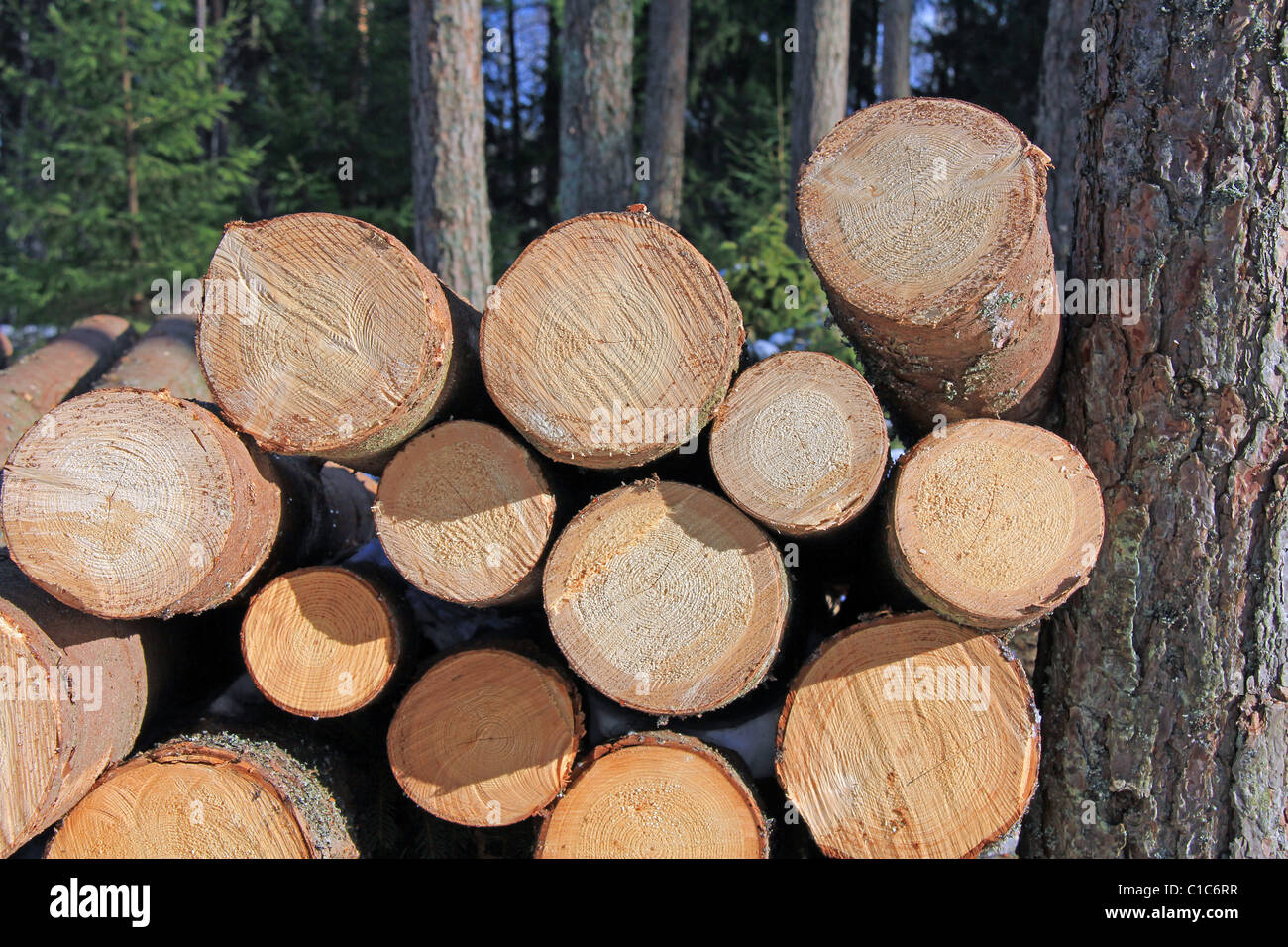 Wooden Logs Stacked by Pine Tree Stock Photo - Alamy