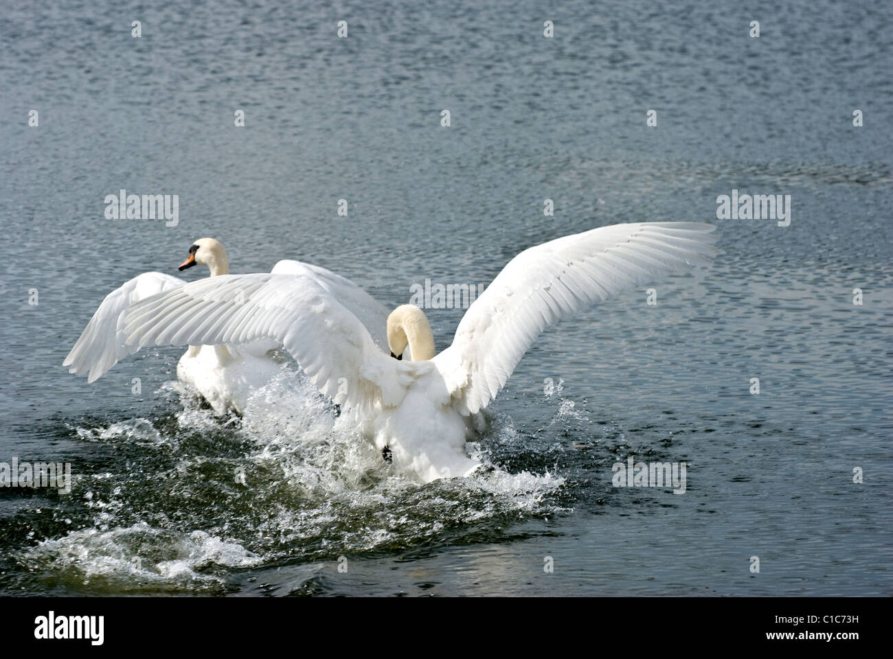 Two swans chasing hi-res stock photography and images - Alamy