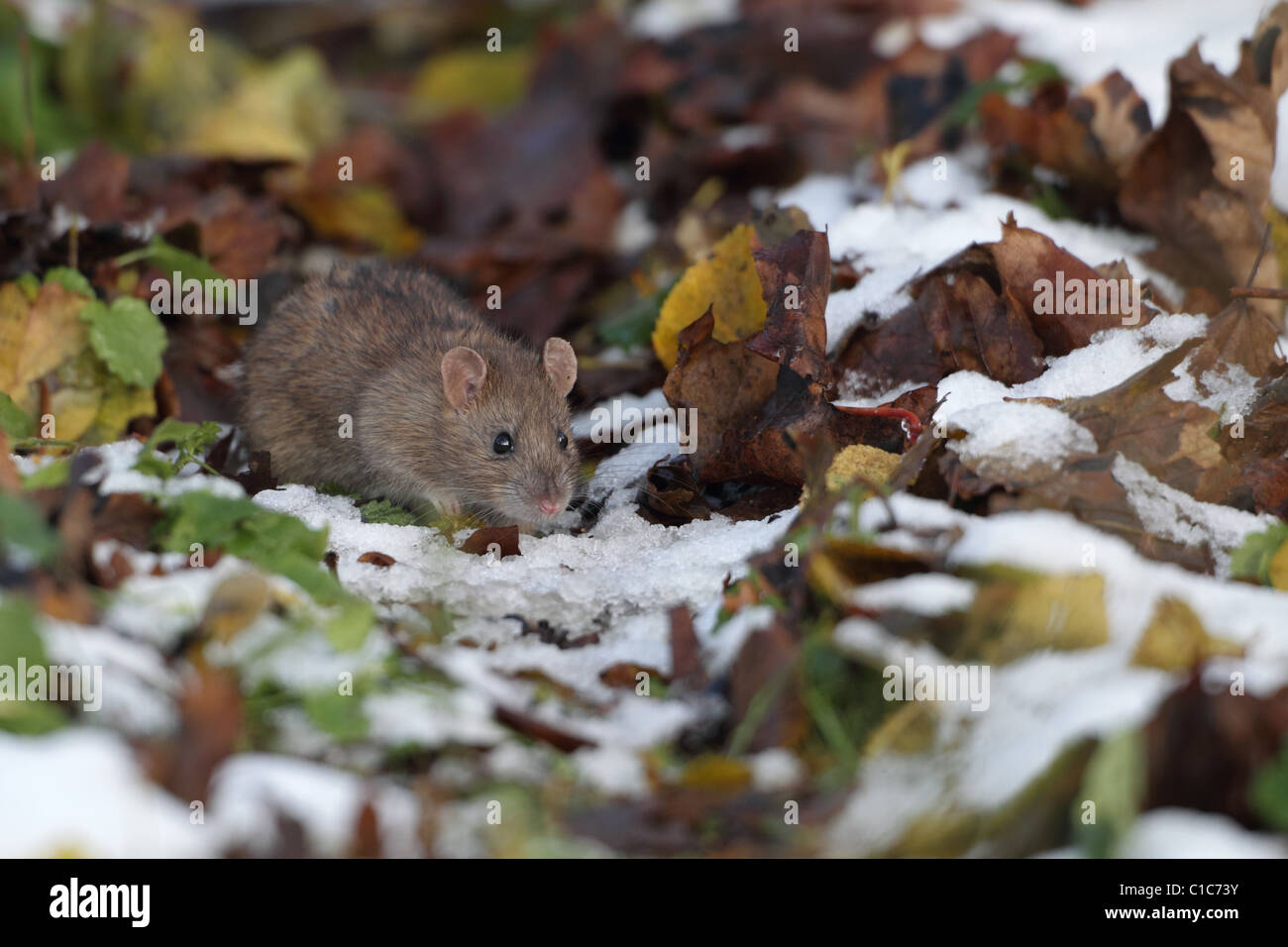 Brown Common Sewer Hanover rat, Norway rat, Brown Norway Norwegian ...
