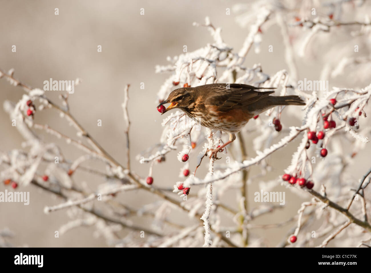The Redwing (Turdus iliacus) is a bird in the thrush family Turdidae ...