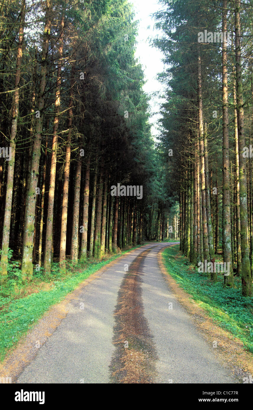 France, Haute Saone, forest's road of the Mille Etangs (thousand ponds ...