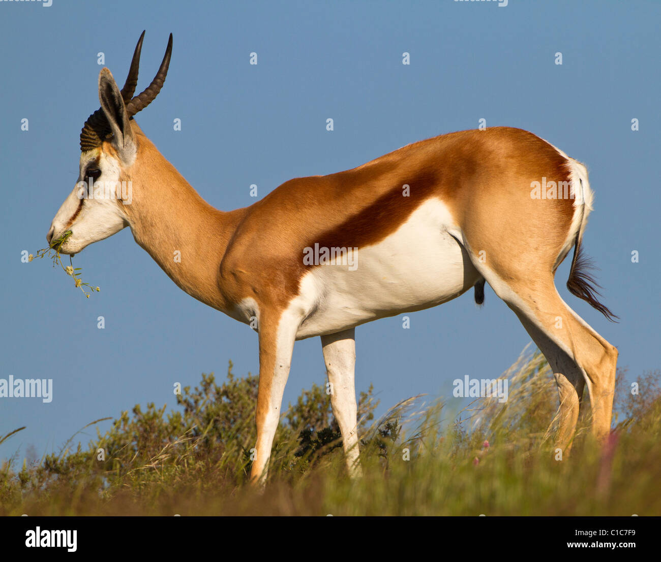 Springbok grazing hi-res stock photography and images - Alamy
