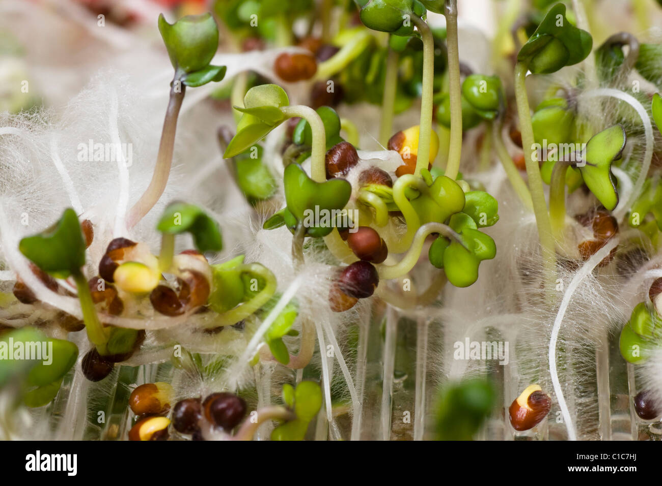 Red Radish Sprouts
