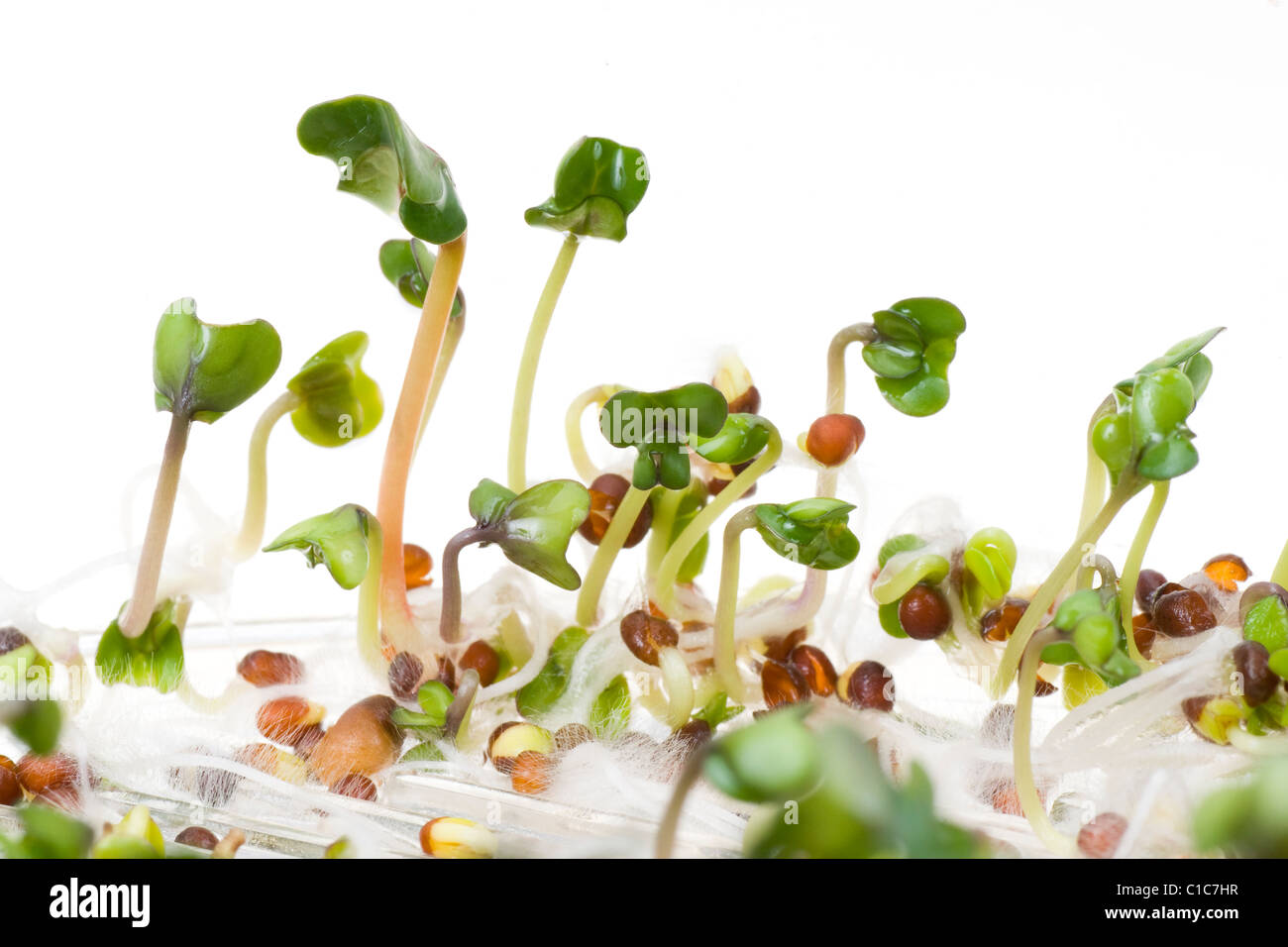 Close-up of a spicy daikon radish sprout Stock Photo - Alamy