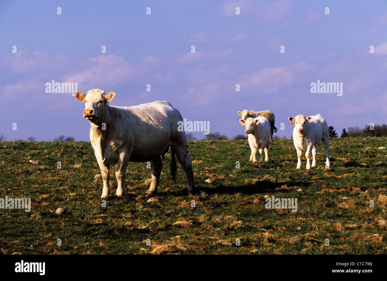 Dombes region hi-res stock photography and images - Alamy