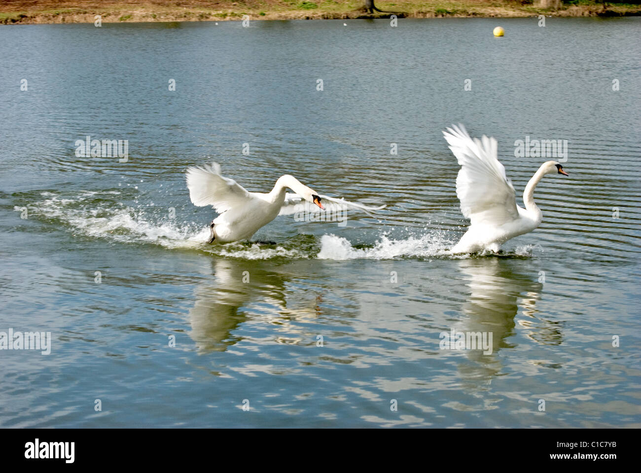 Two mute swans chasing each other Stock Photo - Alamy