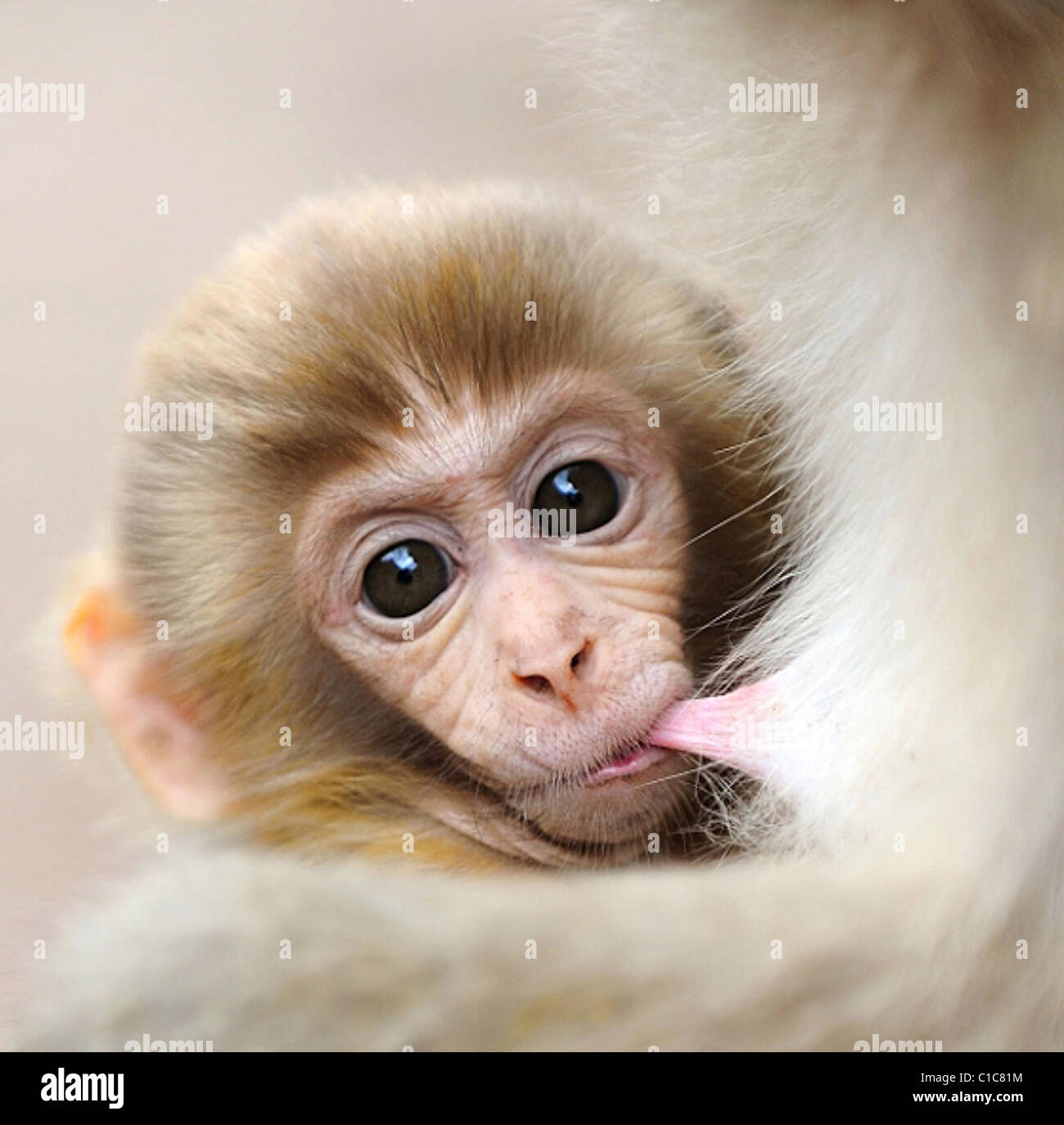 Baby Monkeys Dressed Up