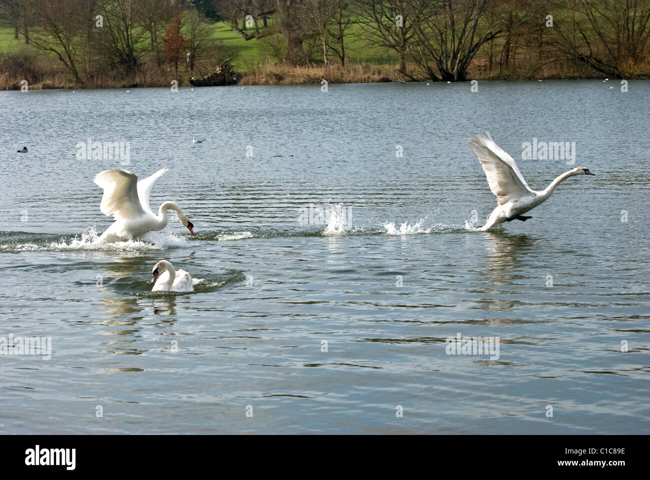 Two swans chasing hi-res stock photography and images - Alamy