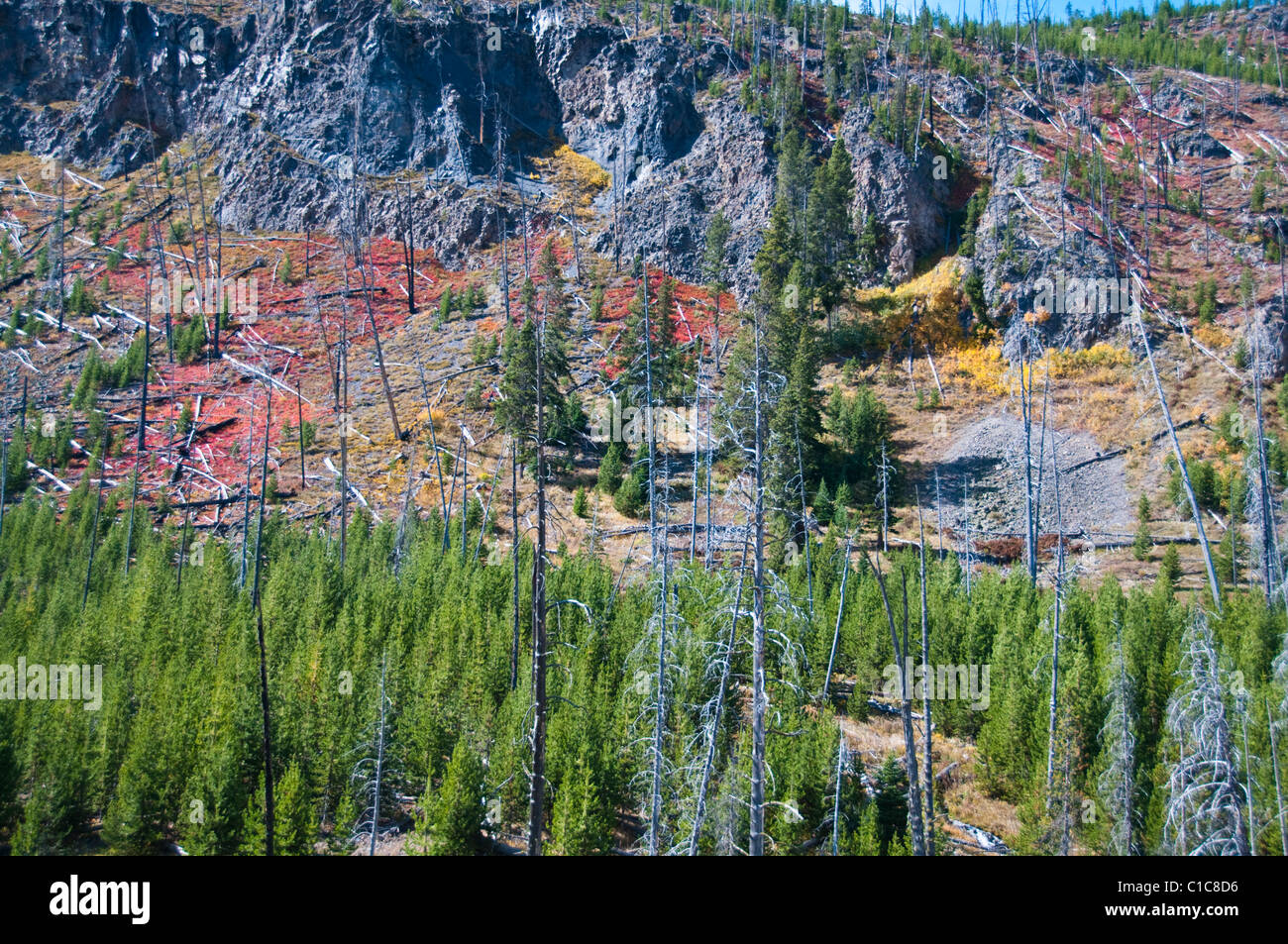 Upper Geyser Basin,Geysers,Autumn Leaves, Sulphurous, Mudpots, Pools ...