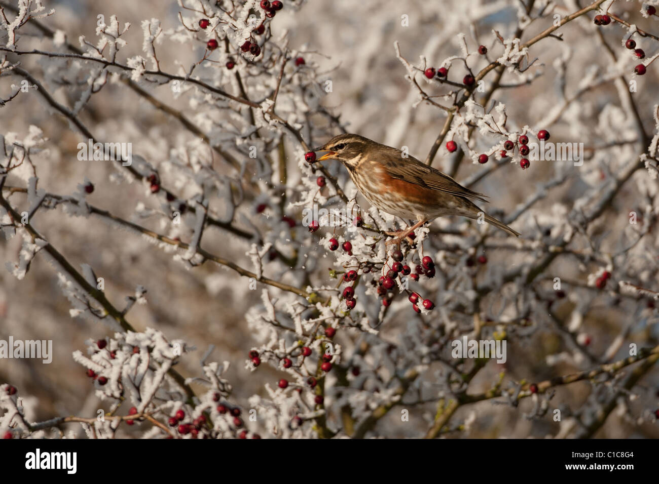 The Redwing (Turdus iliacus) is a bird in the thrush family Turdidae ...