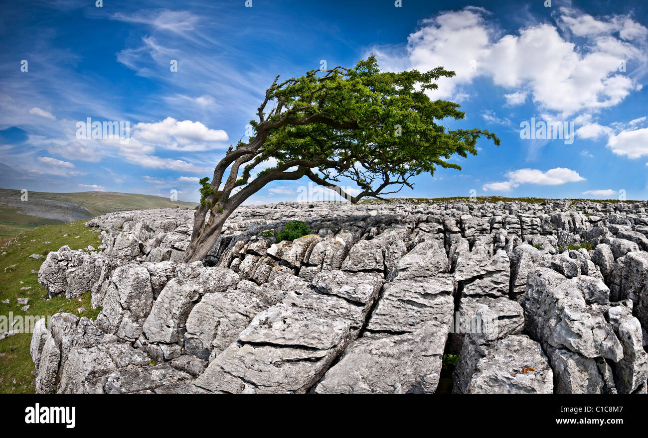 Scars on tree hi-res stock photography and images - Alamy