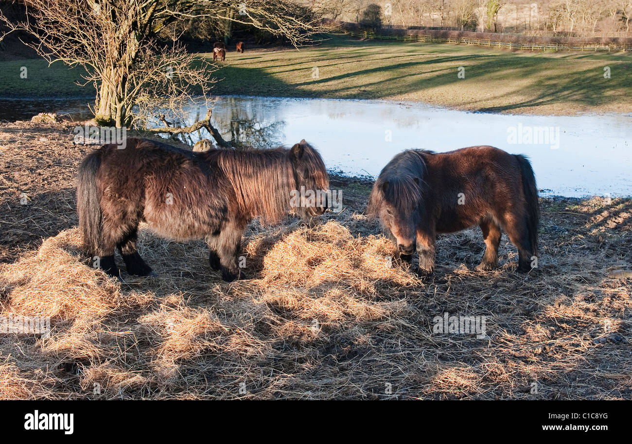 Shetland Ponies enjoying winter feed Stock Photo - Alamy