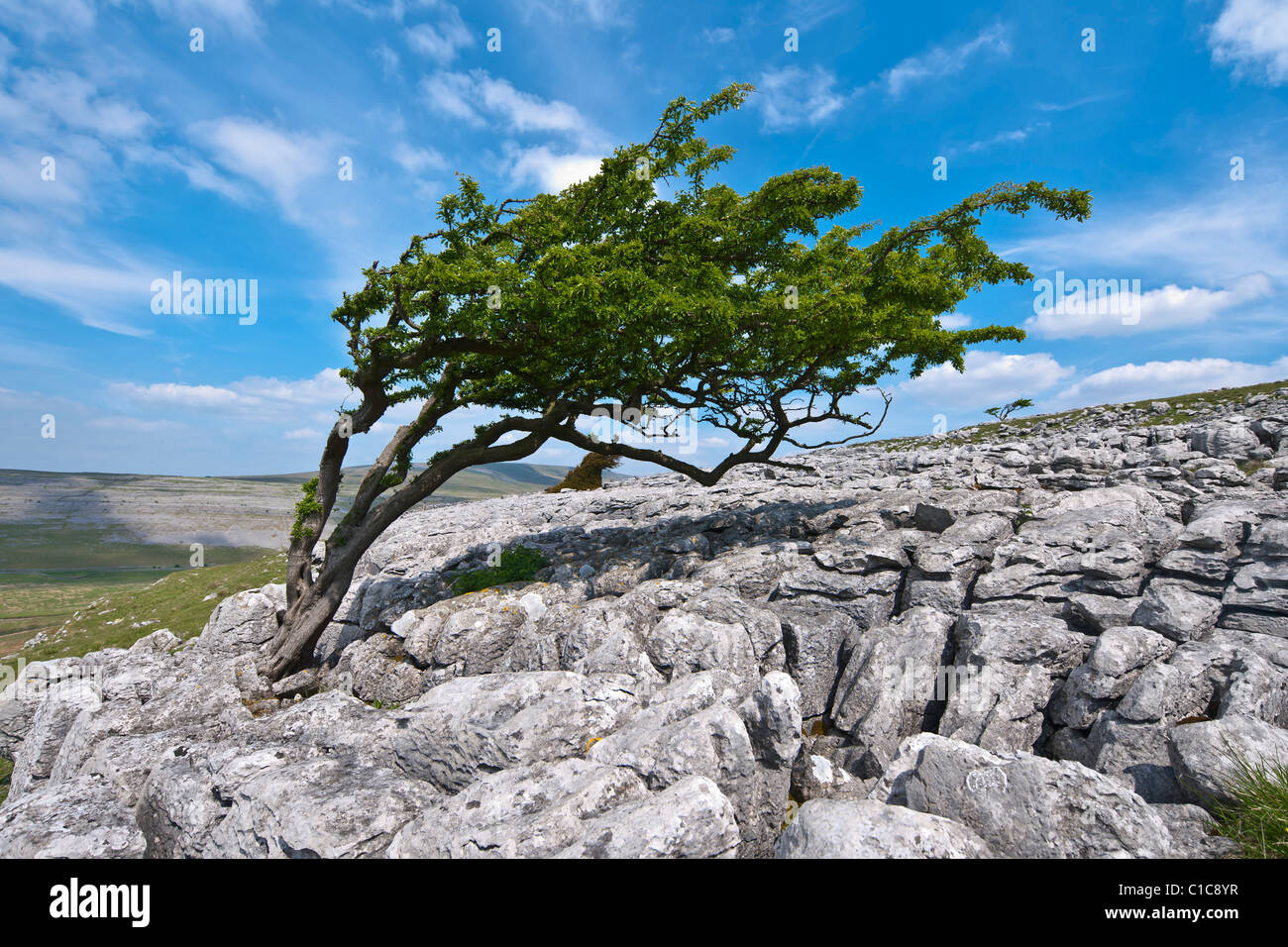 Hawthorn tree on Twistleton Scar Stock Photo - Alamy