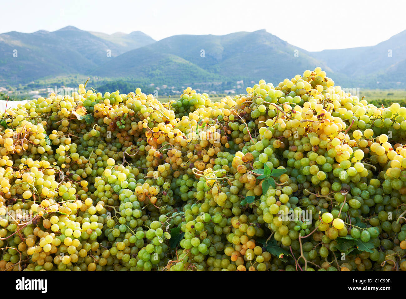 Piles of grapes Stock Photo - Alamy