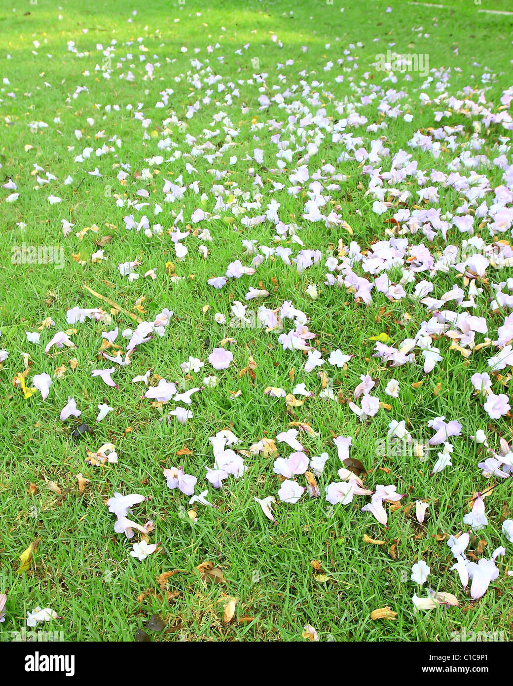 Crocus field hi-res stock photography and images - Alamy