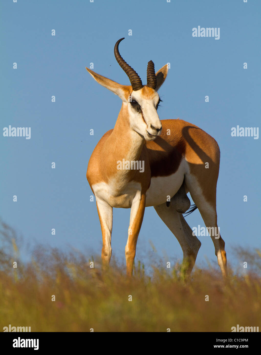 Springbok male hi-res stock photography and images - Alamy