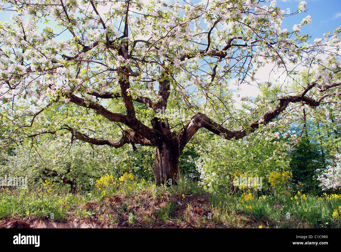 Flowering trees in garden are always eye-catching view in spring Stock ...