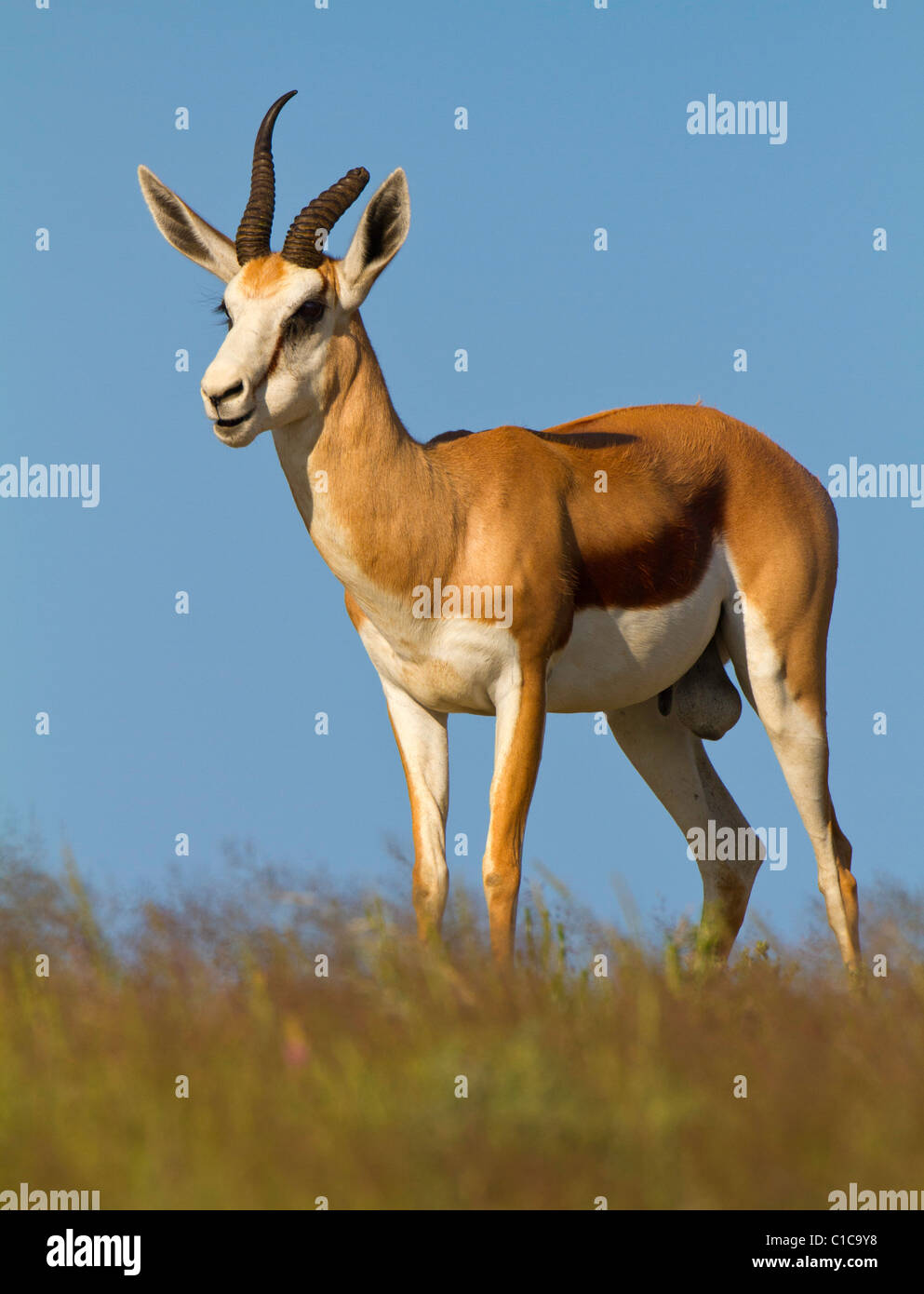 Male springbok hi-res stock photography and images - Alamy