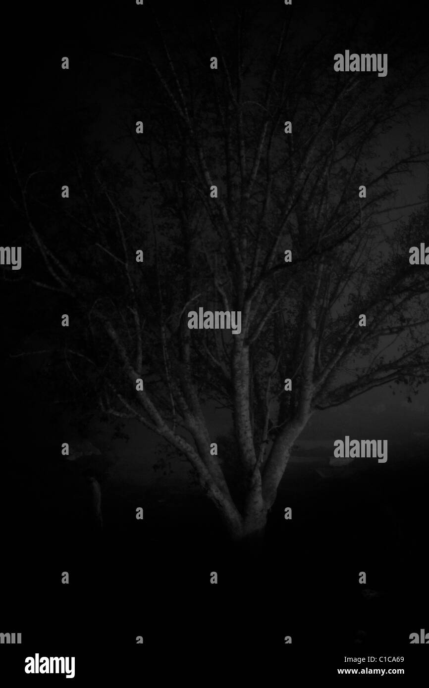 Tree dim hi-res stock photography and images - Alamy