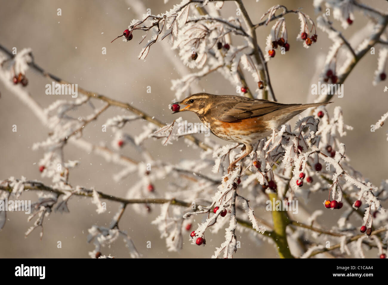 The Redwing (Turdus iliacus) is a bird in the thrush family Turdidae ...