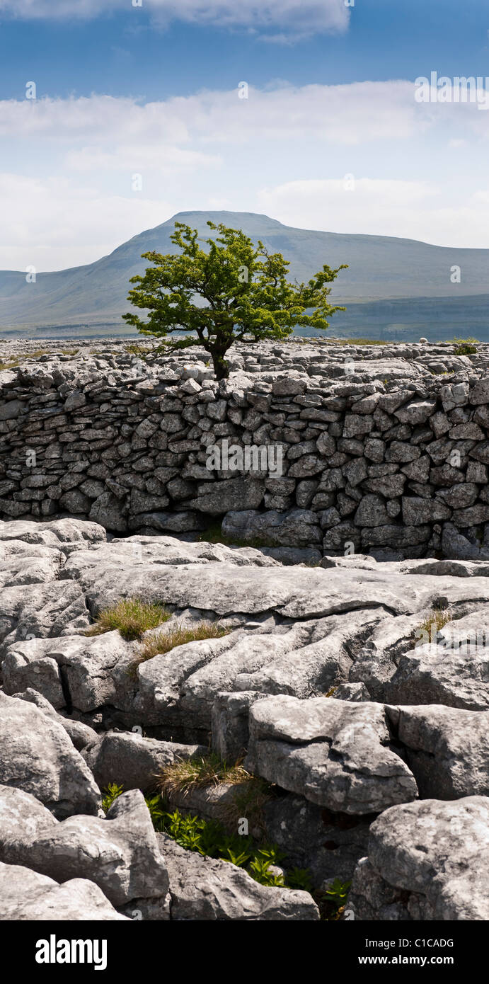 Hawthorn tree on Twistleton Scar Stock Photo - Alamy