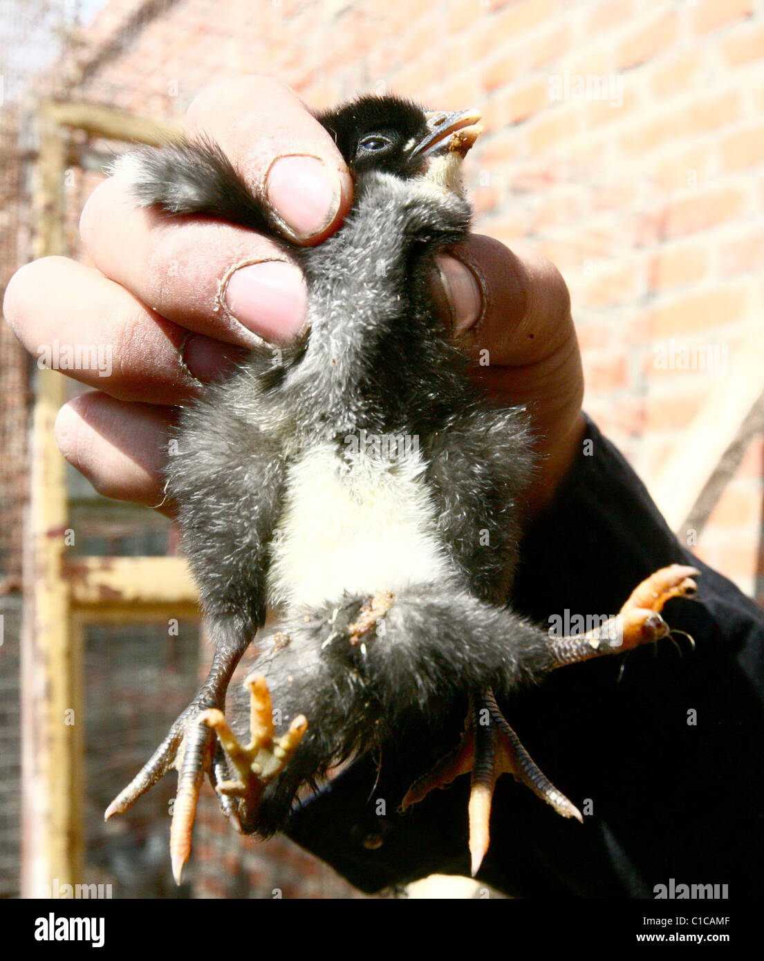 Four-legged chick This little chick has two extra reasons to stay on ...