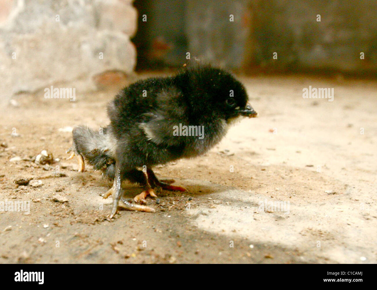 Four-legged chick This little chick has two extra reasons to stay on ...